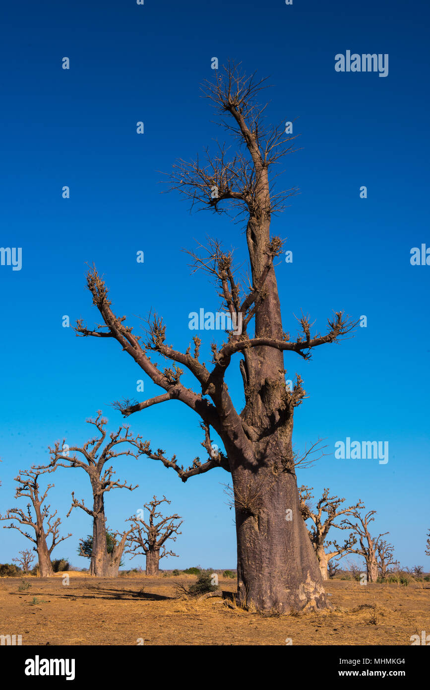 Baobab tree in Africa, Senegal Stock Photo - Alamy