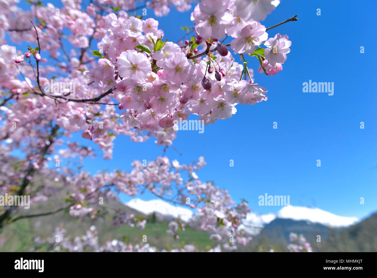 cherry beautiful cherry tree blooming in front of snowy mountain and ...