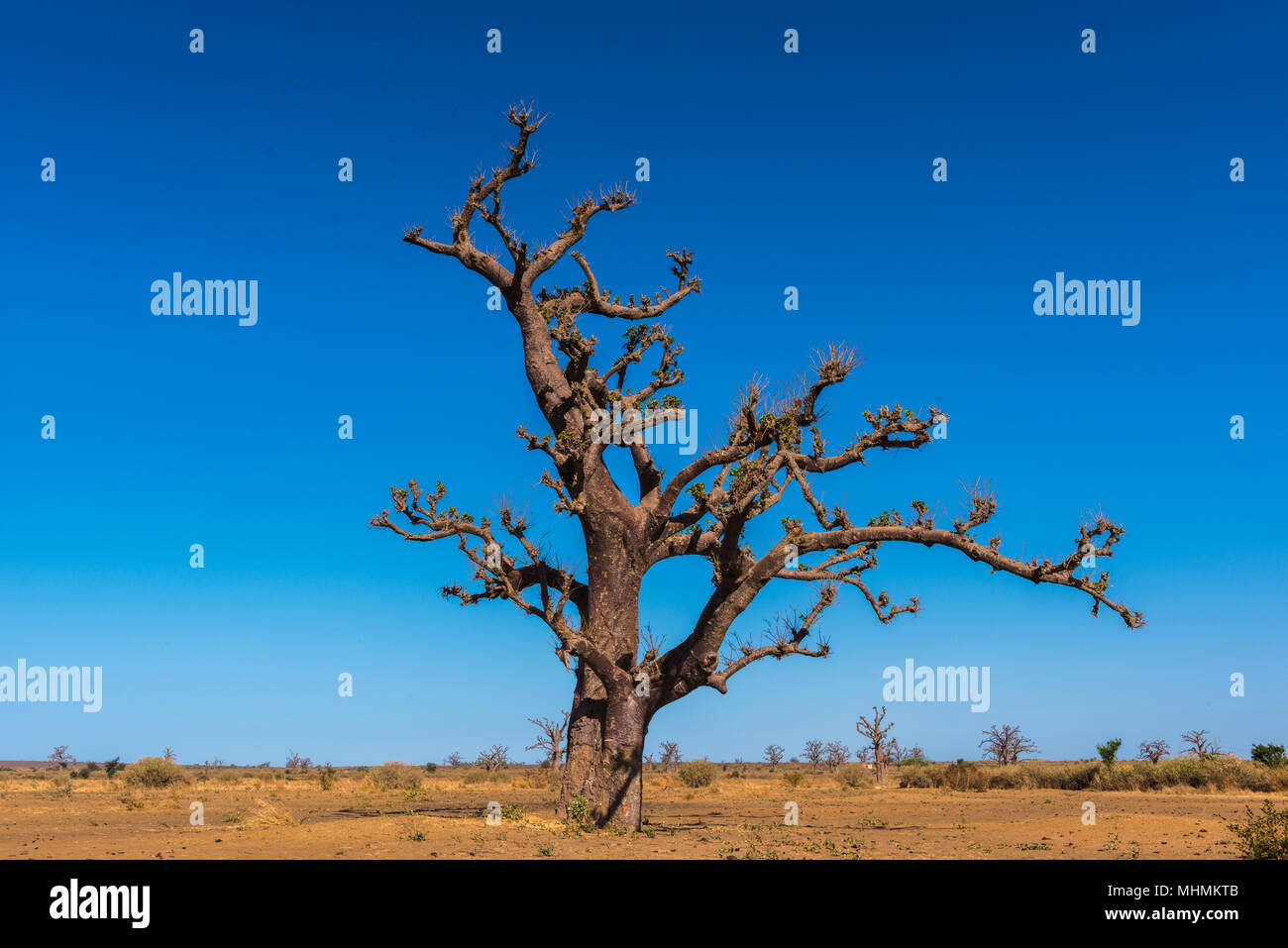 Baobab tree in Africa, Senegal Stock Photo - Alamy