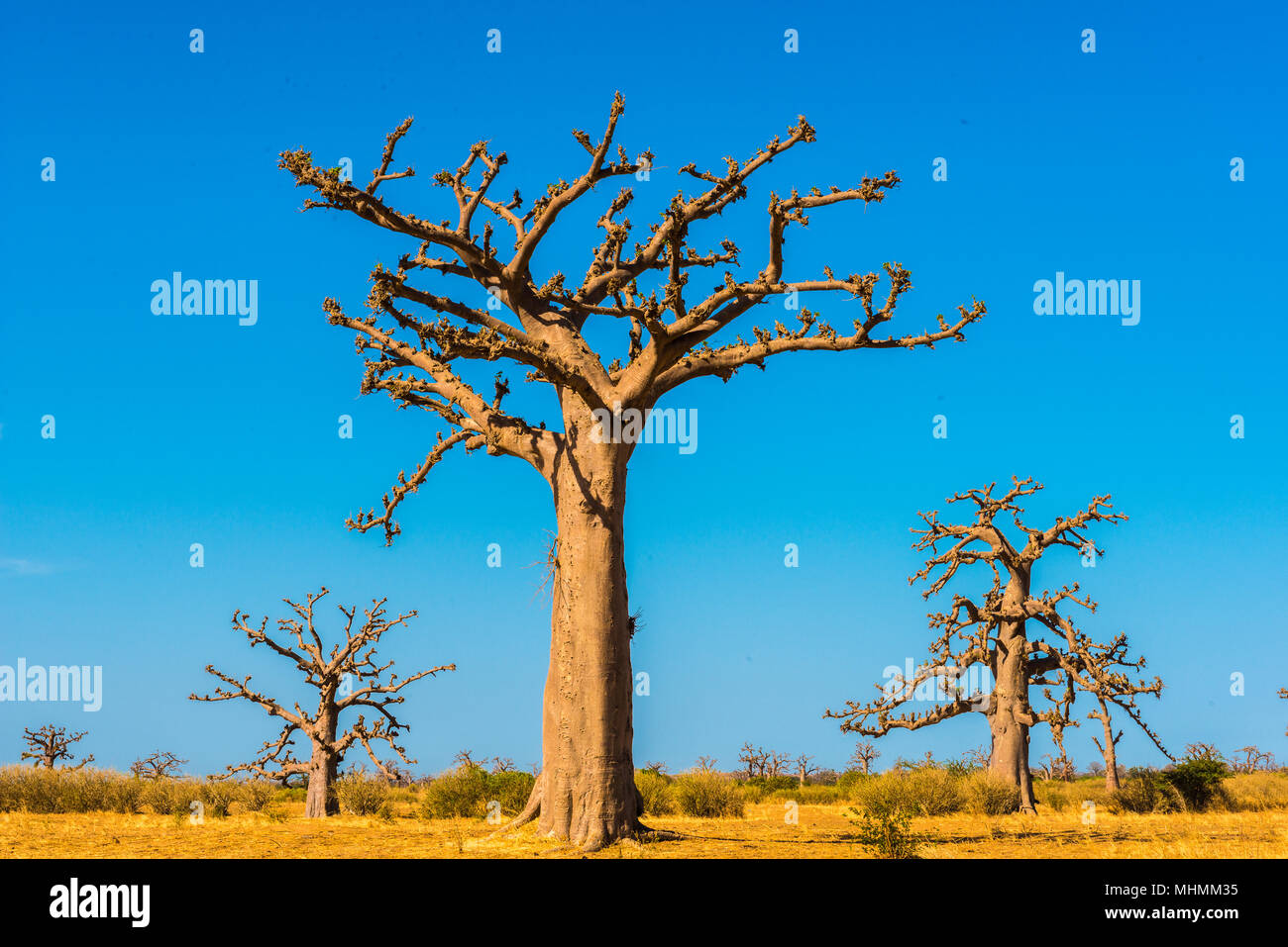 Dry baobab tree in Africa Stock Photo - Alamy