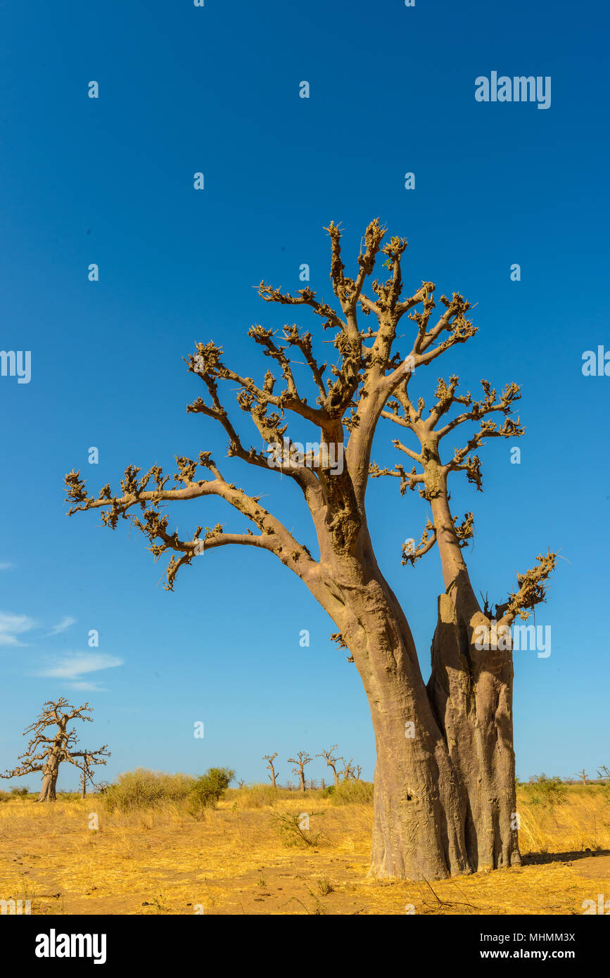 Dry baobab tree in Africa Stock Photo - Alamy