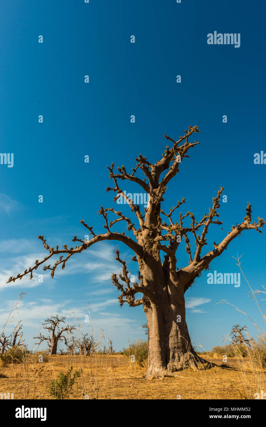Baobab tree in Senegal Stock Photo - Alamy