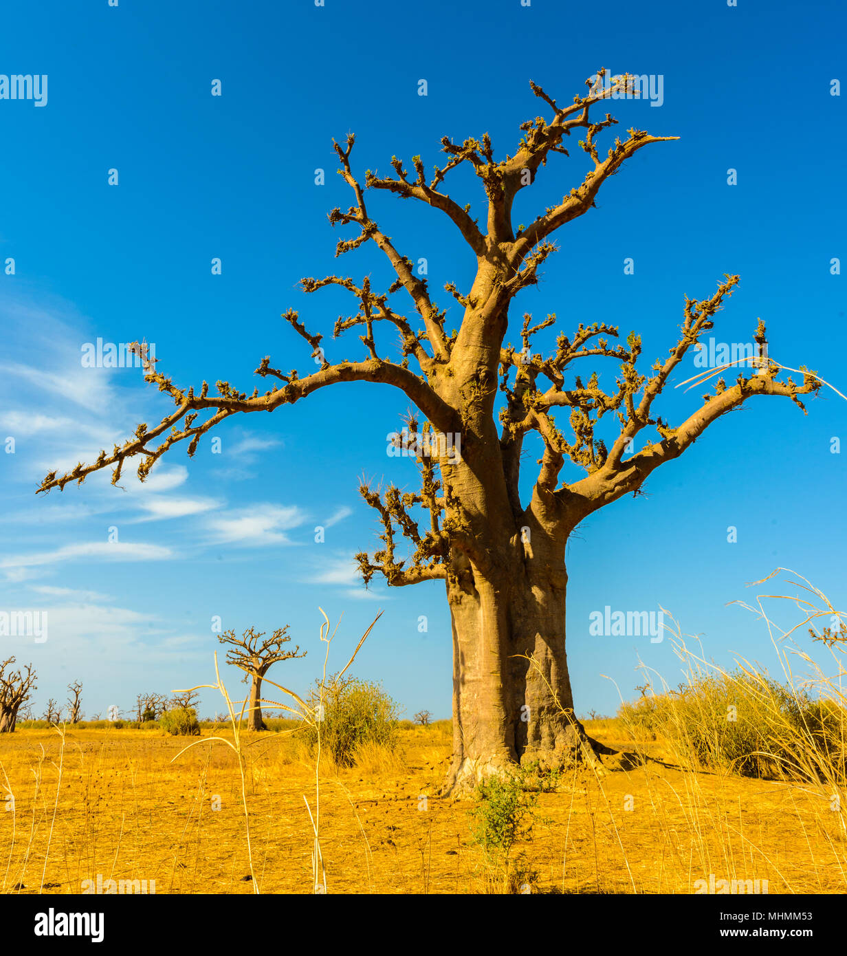 Baobab tree in Senegal Stock Photo - Alamy