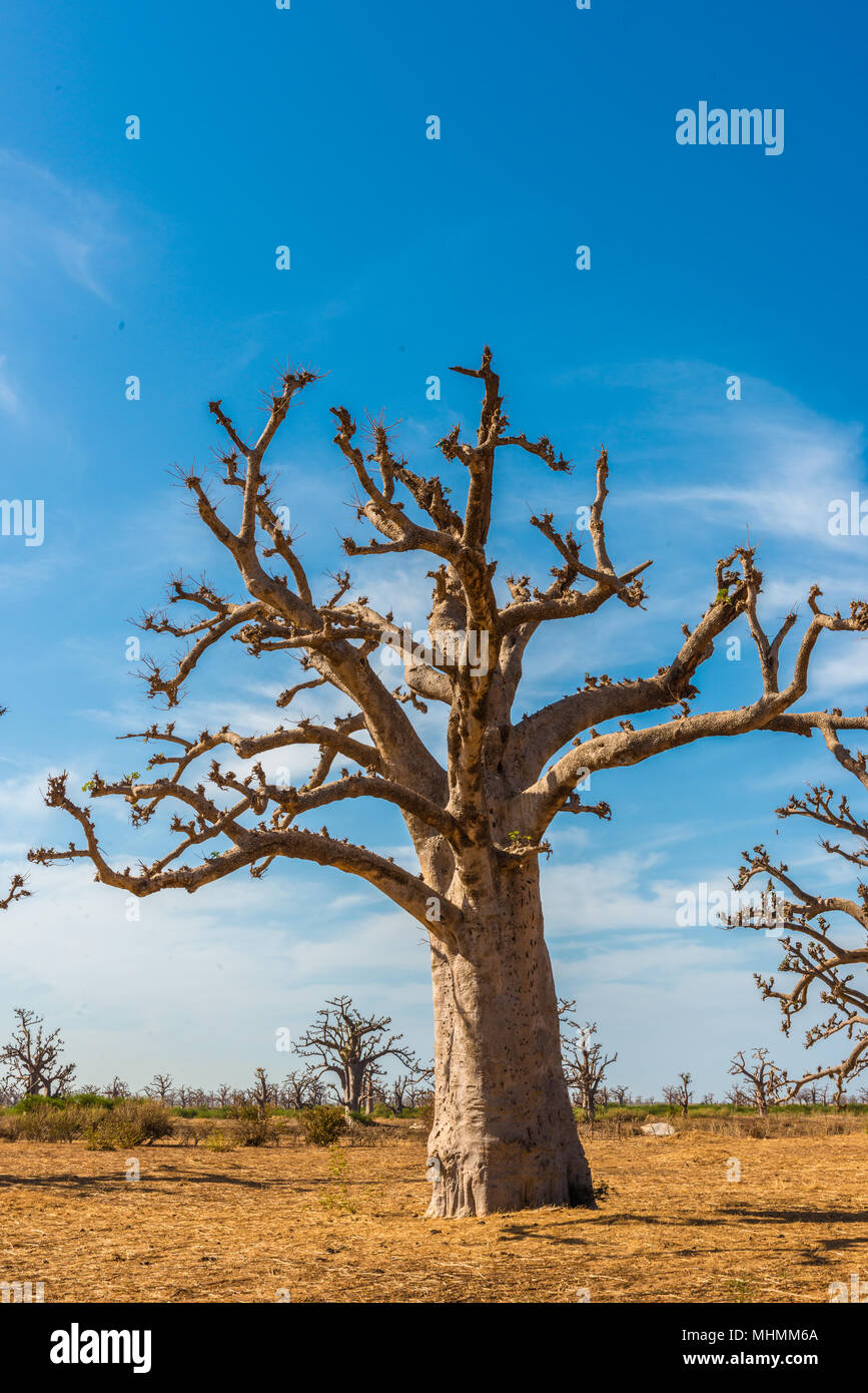 Baobab tree in Senegal Stock Photo - Alamy
