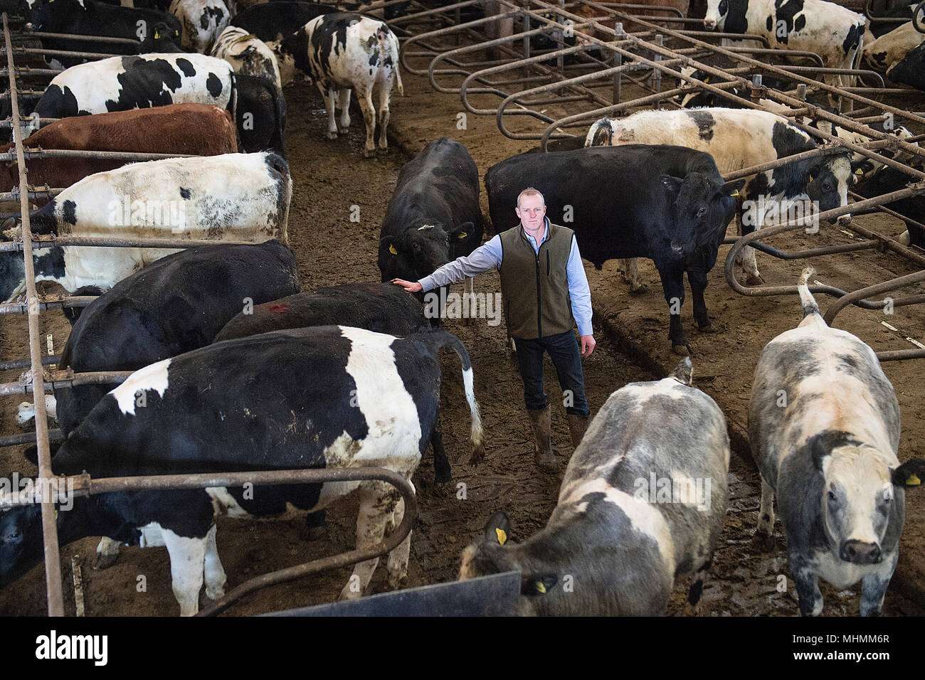 Cattle Farmer High Resolution Stock Photography and Images - Alamy