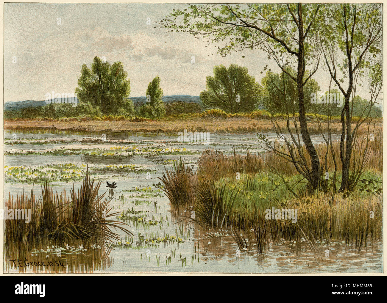 Pond in spring Stock Photo - Alamy