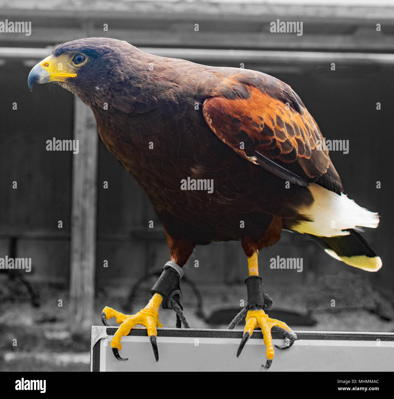Profile of a Harris Hawk Stock Photo - Alamy