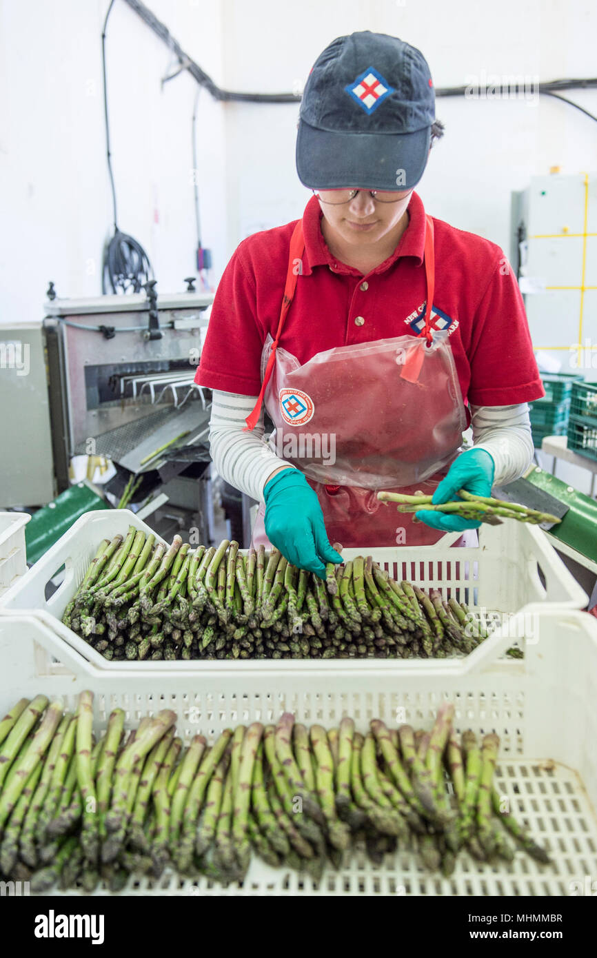 Packing Vegetables Farm High Resolution Stock Photography and Images ...