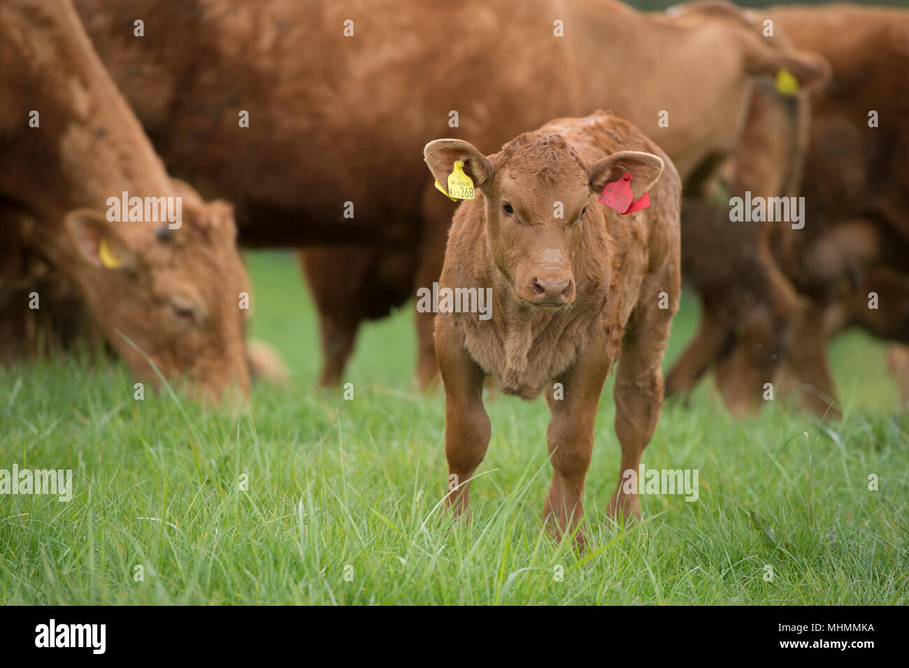 south devon heifer calf Stock Photo - Alamy