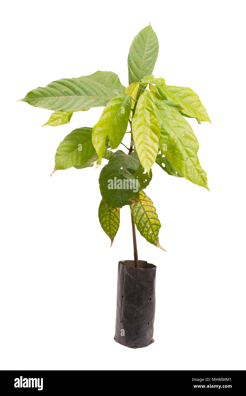 Cocoa seedlings Cut Out Stock Images & Pictures - Alamy