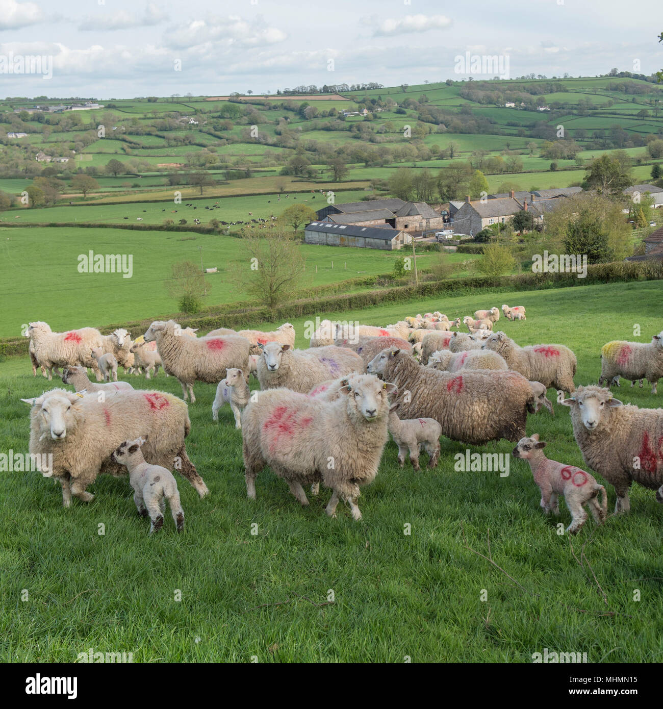 ewes and lambs in a sheep flock Stock Photo - Alamy