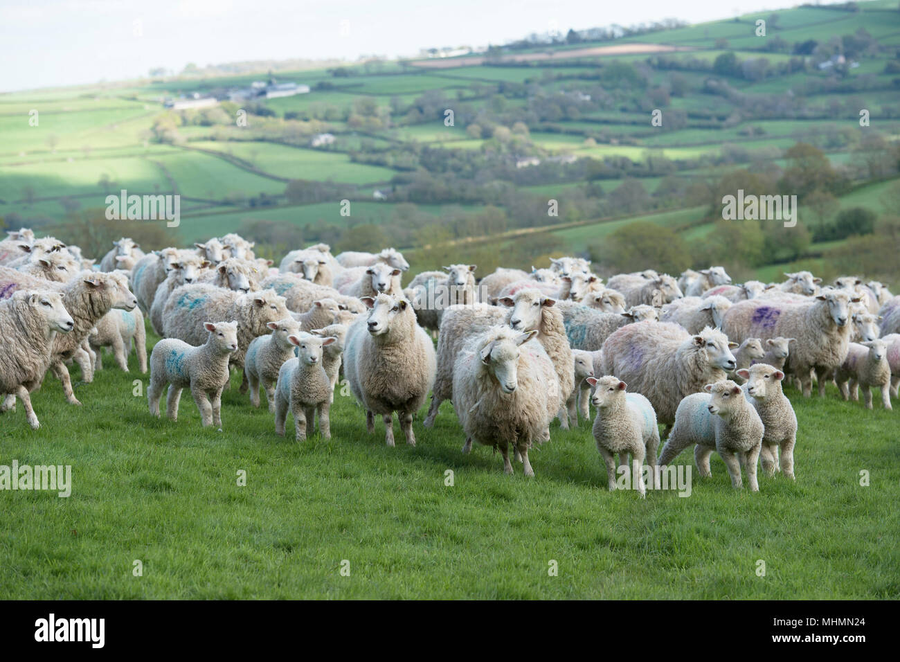 ewes and lambs in a sheep flock Stock Photo - Alamy
