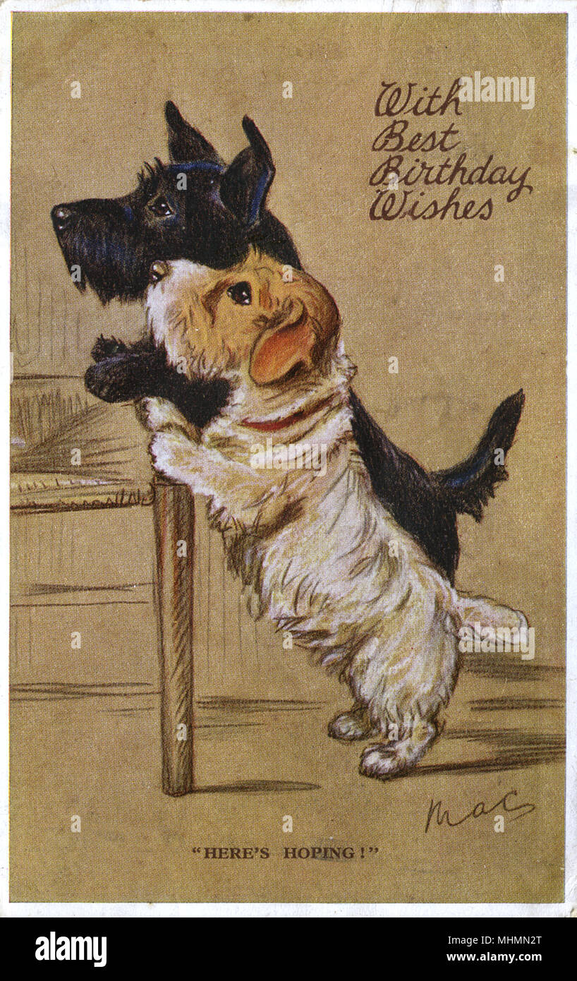 Two cute terrier-type dogs Stock Photo - Alamy