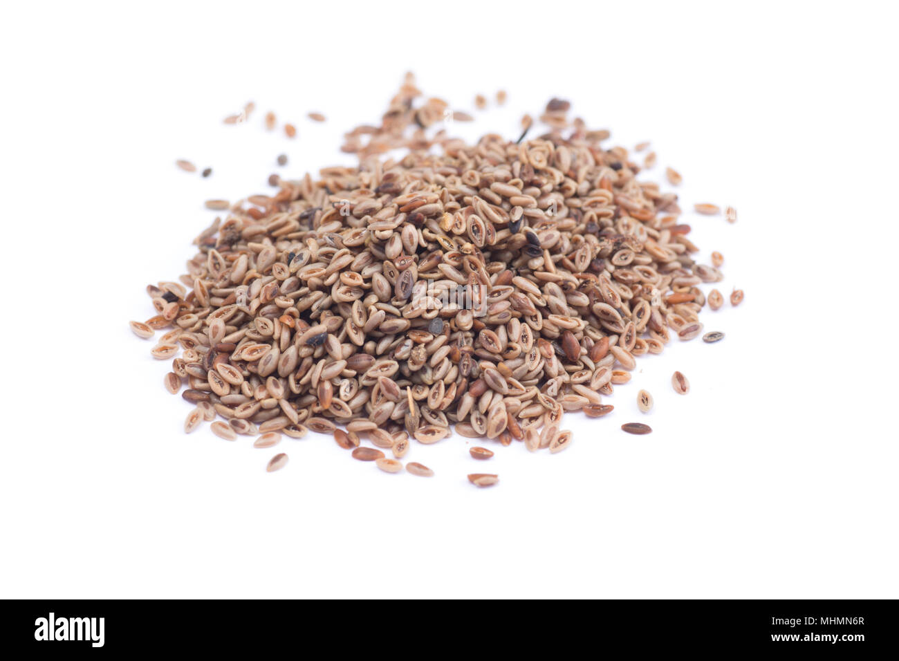 Thai herb name Plantago ovata Forssk. isolated on white background ...