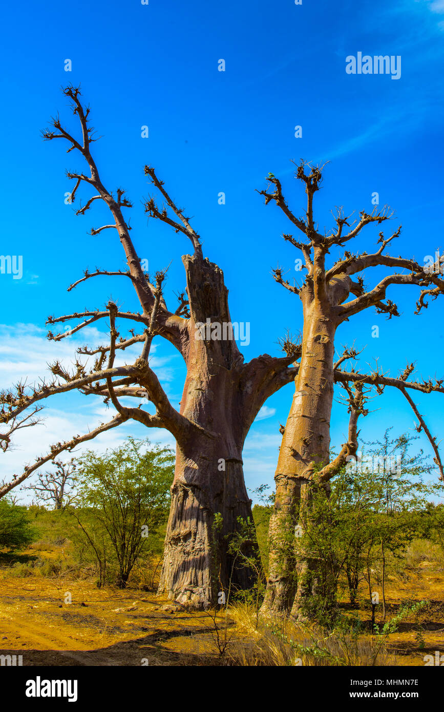 Close view of the baobab tree, Africa, Senegal Stock Photo - Alamy