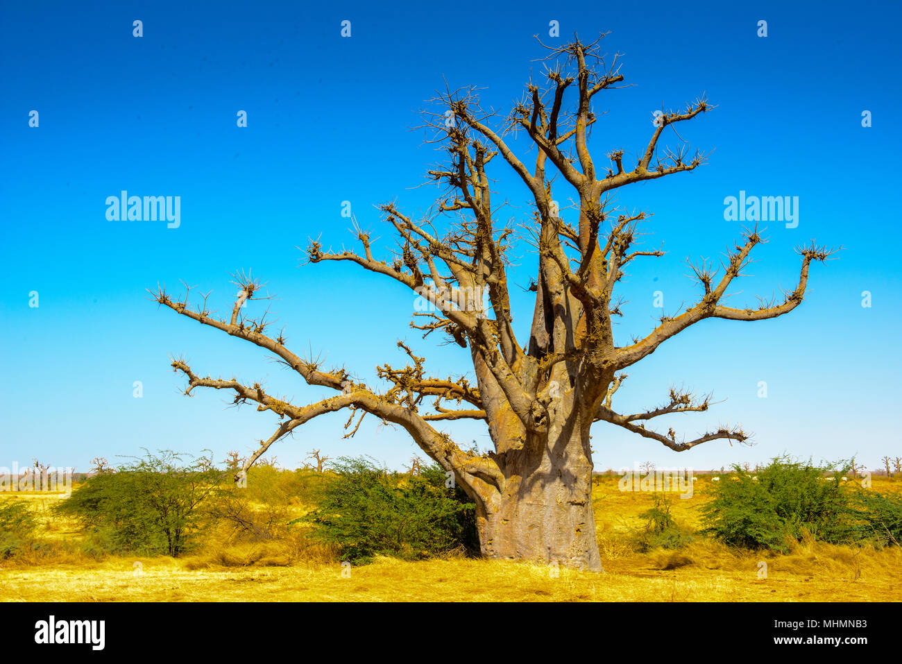 Beautiful landscape of the baobab tree in Africa Stock Photo - Alamy