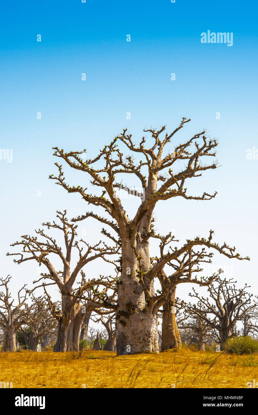 Beautiful landscape of the baobab tree in Africa Stock Photo - Alamy