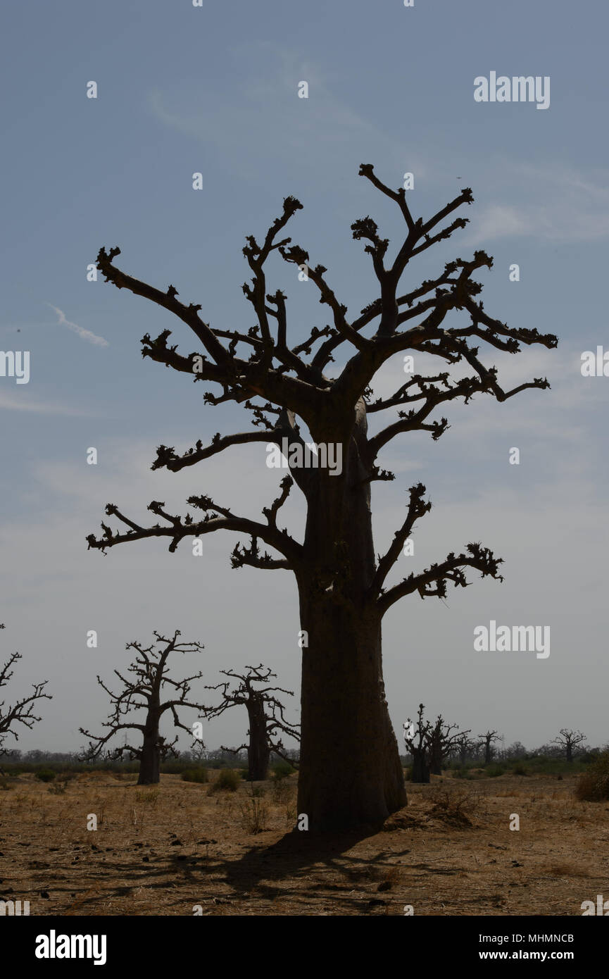 Baobab tree, Senegal Stock Photo - Alamy