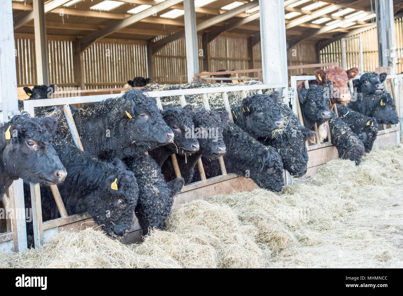 aberdeen angus beef cows Stock Photo - Alamy