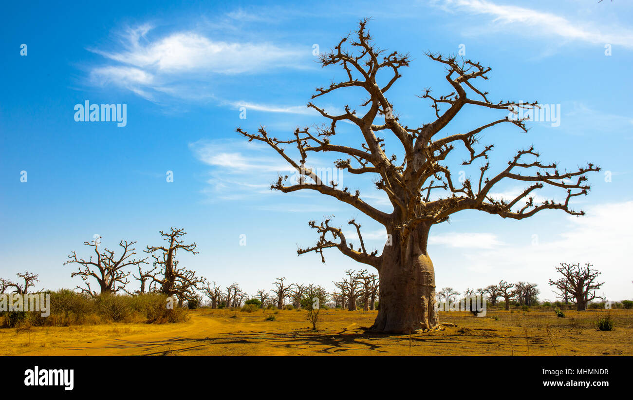 Baobab tree in the shadow Stock Photo - Alamy