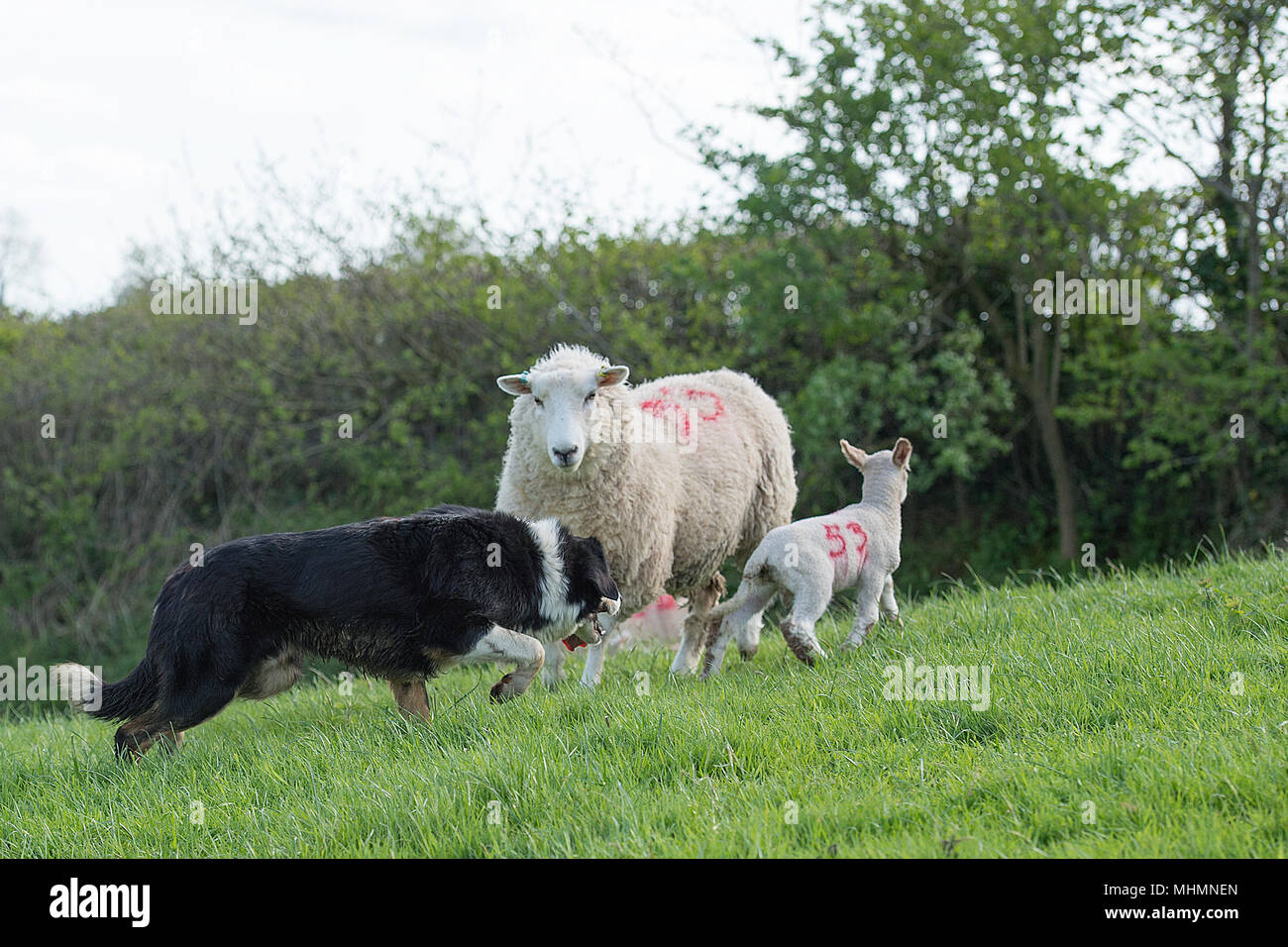 Dog rounding up sheep hi-res stock photography and images - Alamy