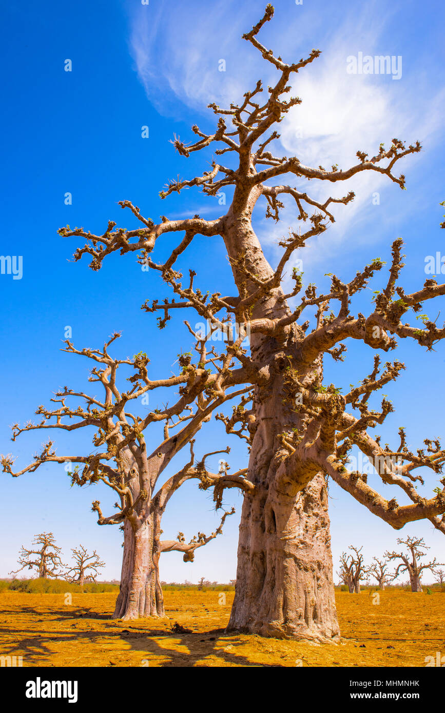 Beuatiful view of the baobab trees in Africa Stock Photo - Alamy