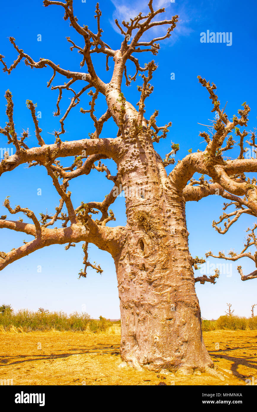 Beuatiful view of the baobab trees in Africa Stock Photo - Alamy