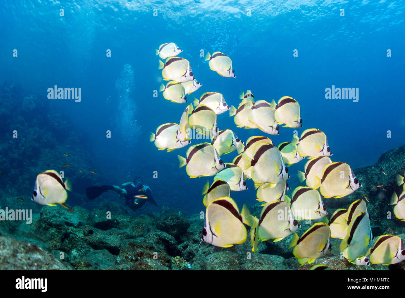 family of angel fish in the reef background Stock Photo - Alamy