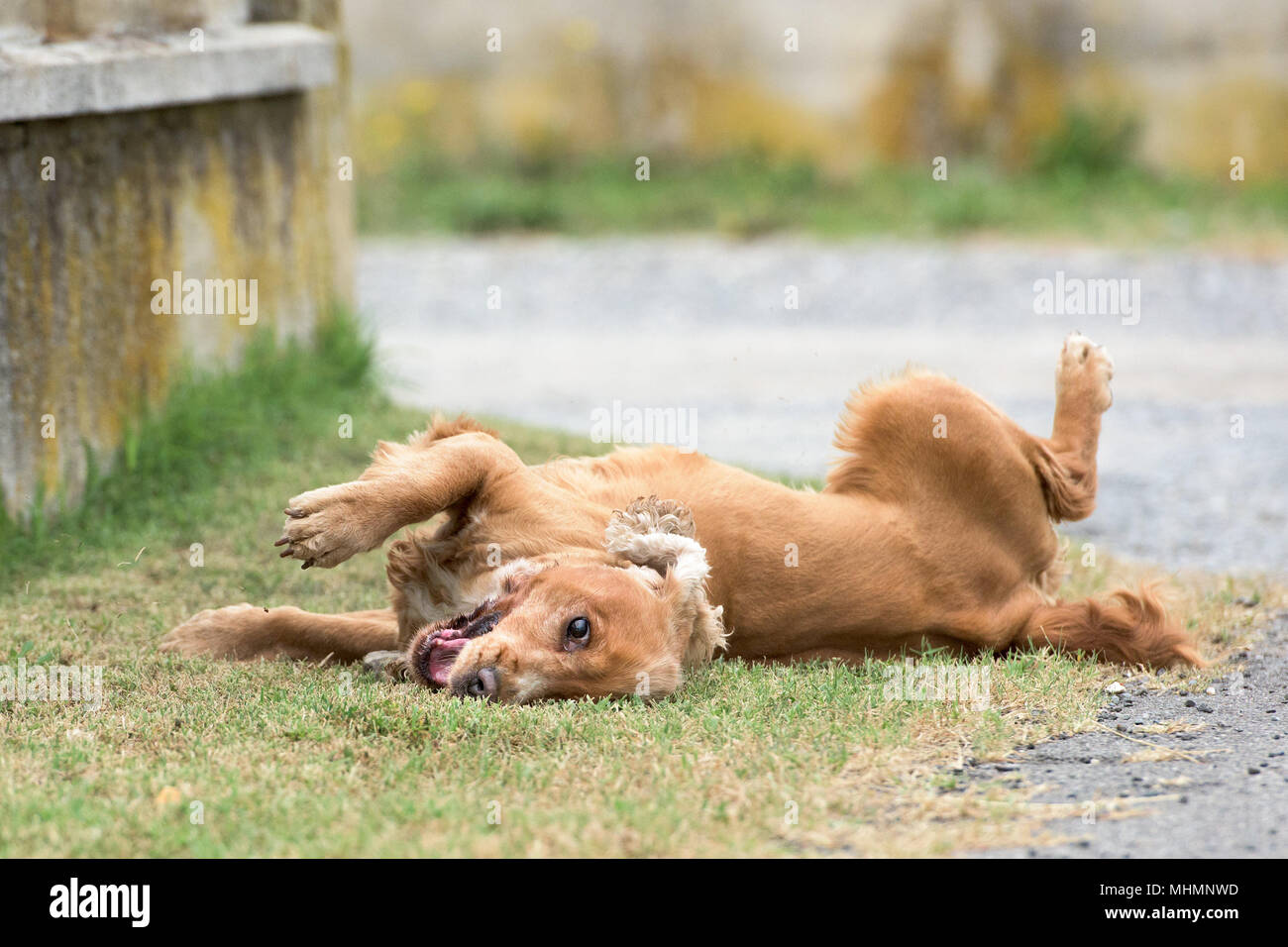 Happy english cocker spaniel while playing in the grass field Stock ...