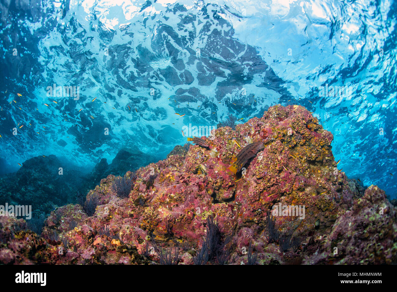 underwater waves on the reef background Stock Photo - Alamy
