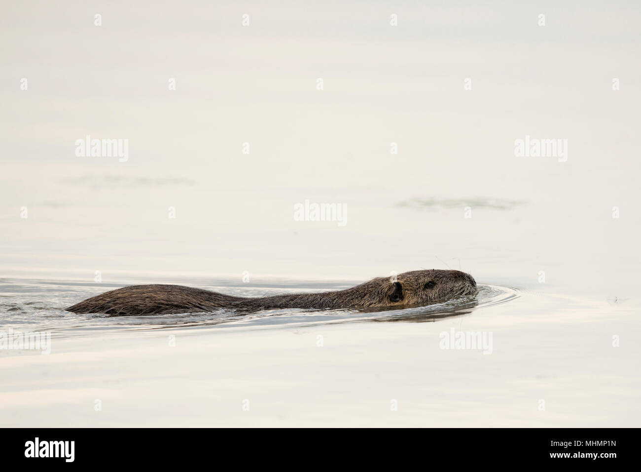 Beaver dragging tree hi-res stock photography and images - Alamy