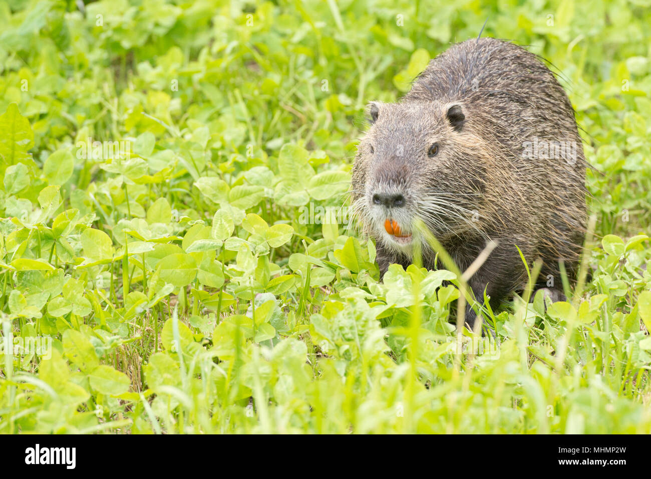 Beaver dragging tree hi-res stock photography and images - Alamy