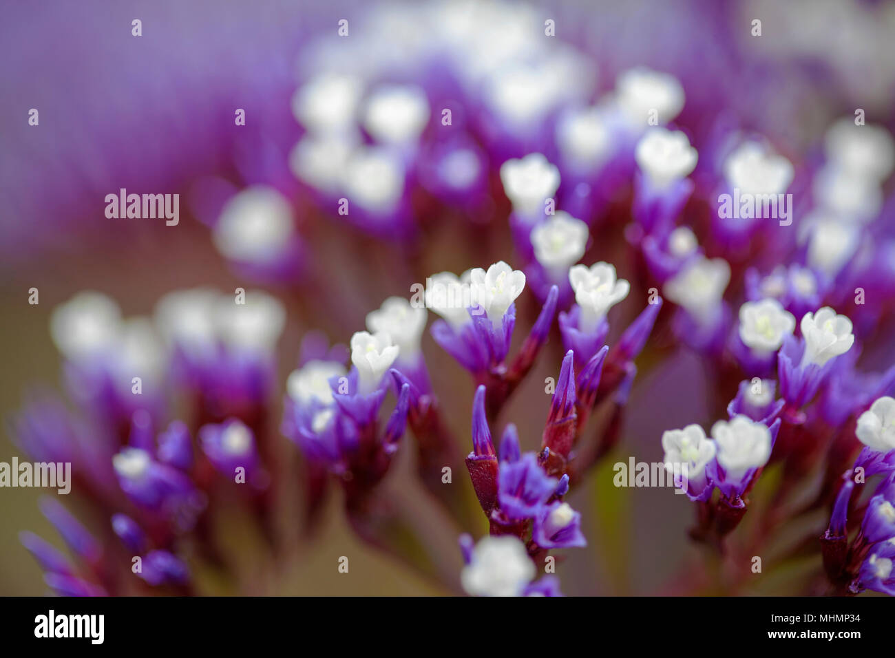 Purple caspia hi-res stock photography and images - Alamy