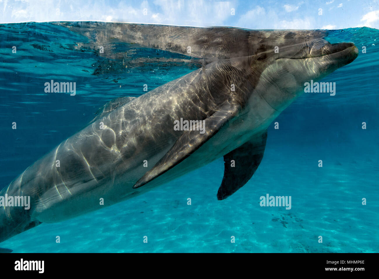 dolphin close up portrait while looking at you Stock Photo - Alamy