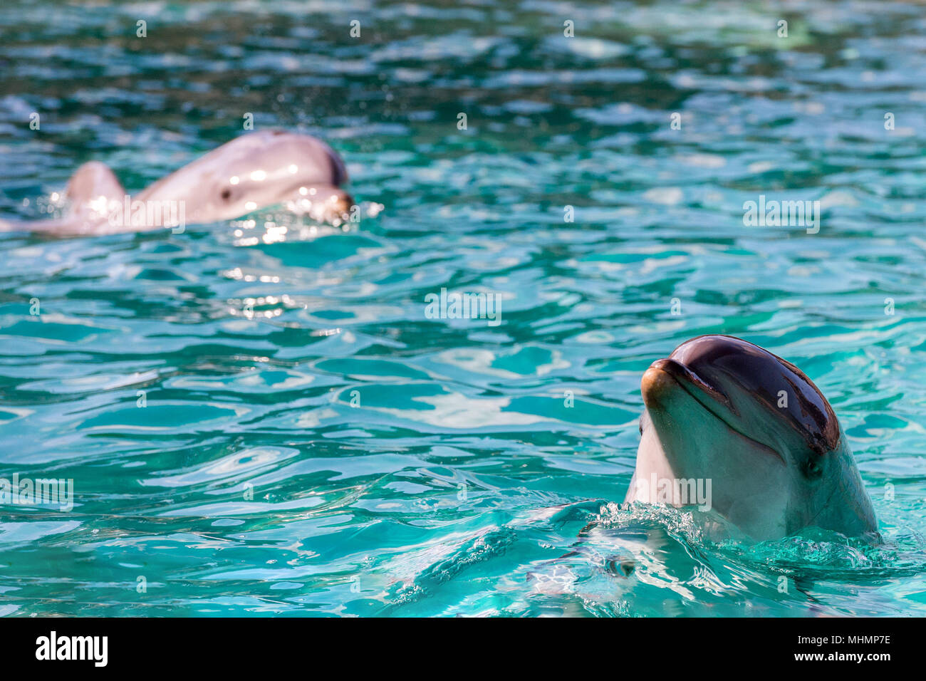 dolphin close up portrait while looking at you Stock Photo - Alamy