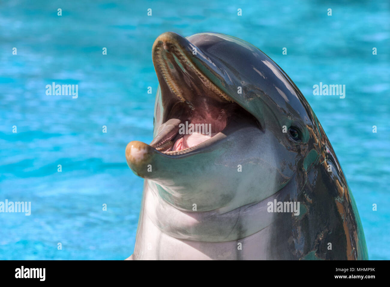 dolphin close up portrait while looking at you Stock Photo - Alamy