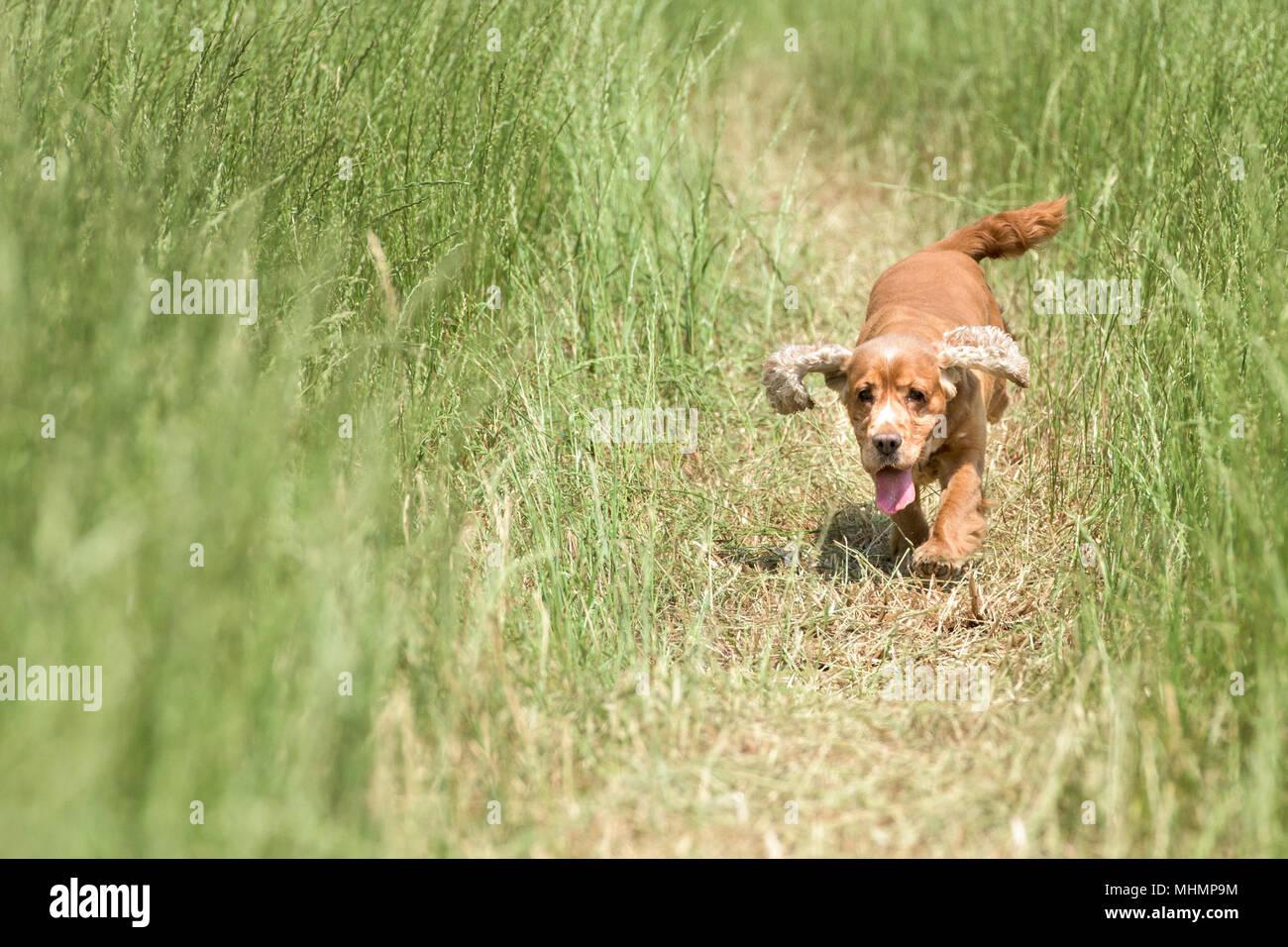 Happy english cocker spaniel while playing in the grass field Stock ...