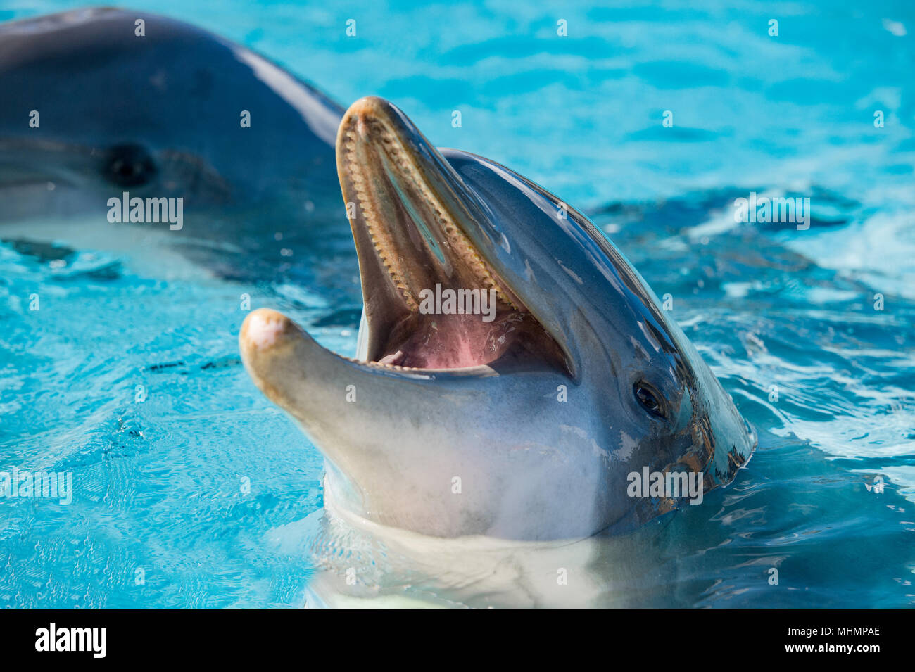dolphin close up portrait while looking at you Stock Photo - Alamy