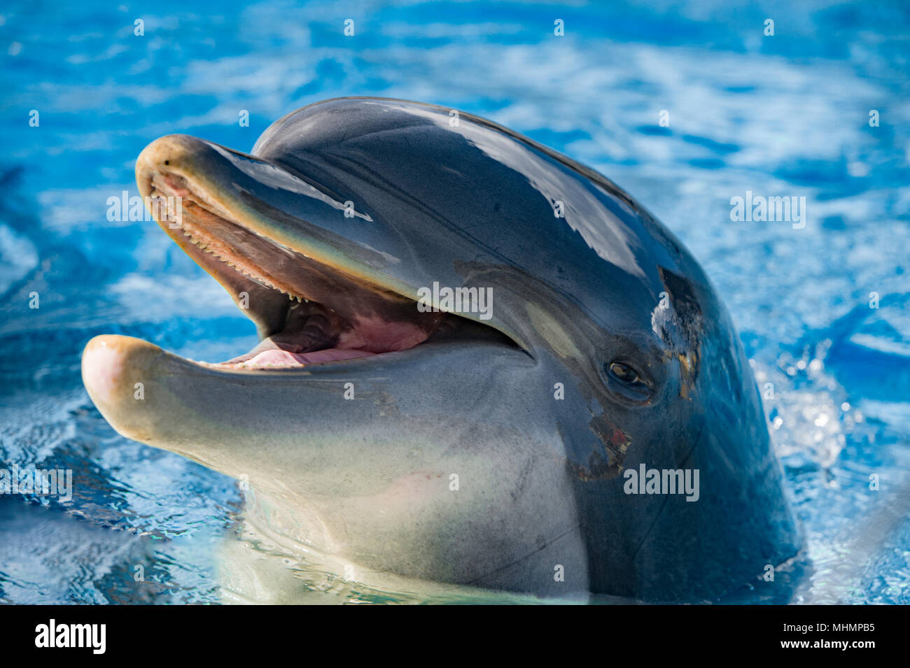 dolphin close up portrait while looking at you while smiling Stock ...