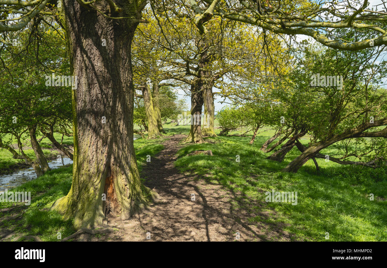 Trees sprouting spring leaves and fields of grass flank a footpath on ...