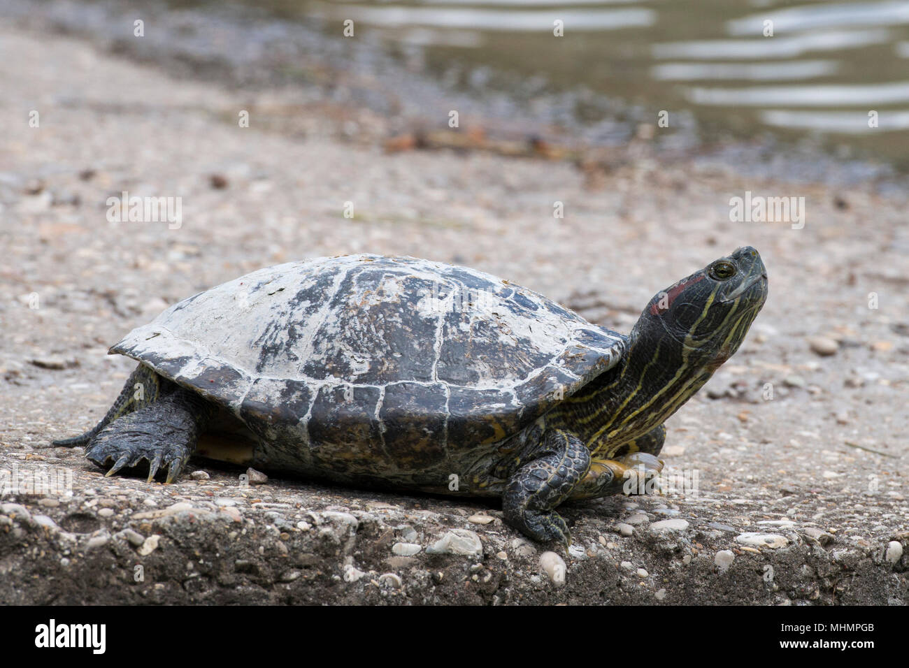 Turtle close up portrait Stock Photo - Alamy