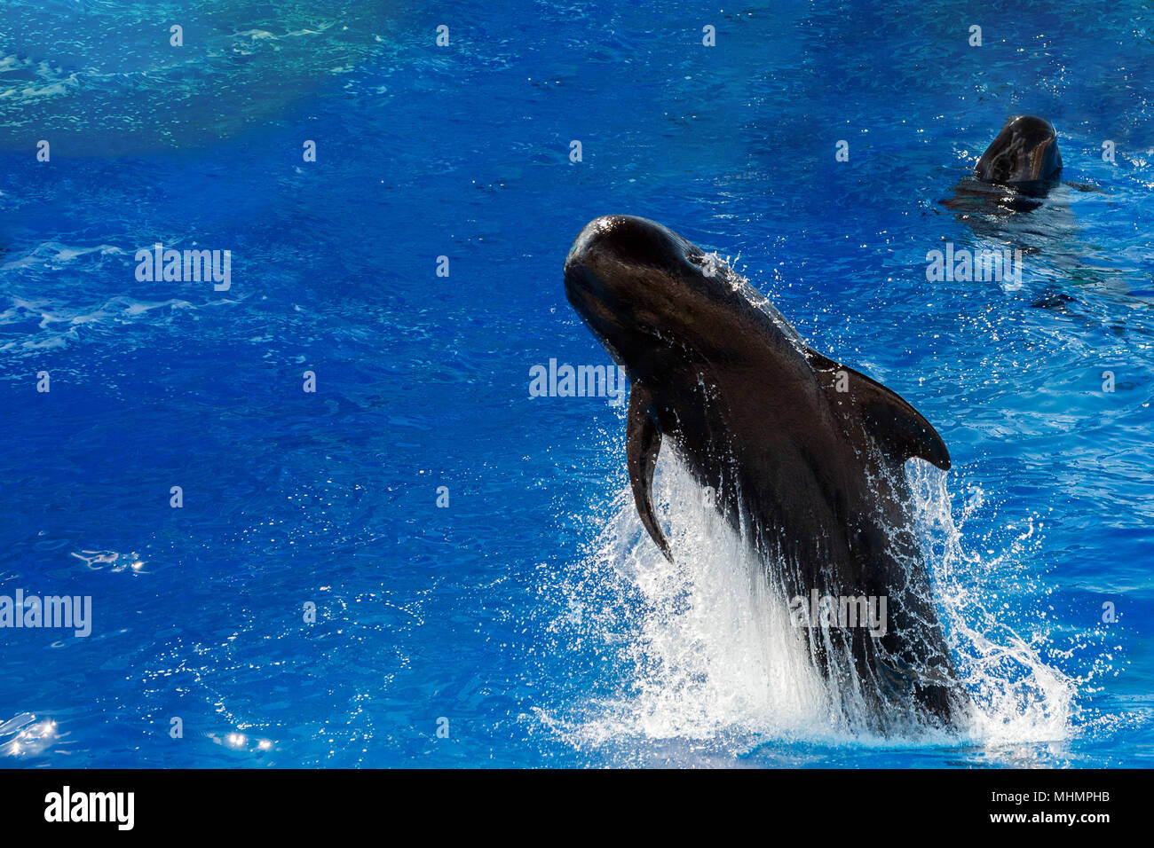 Baby pilot whale hi-res stock photography and images - Alamy