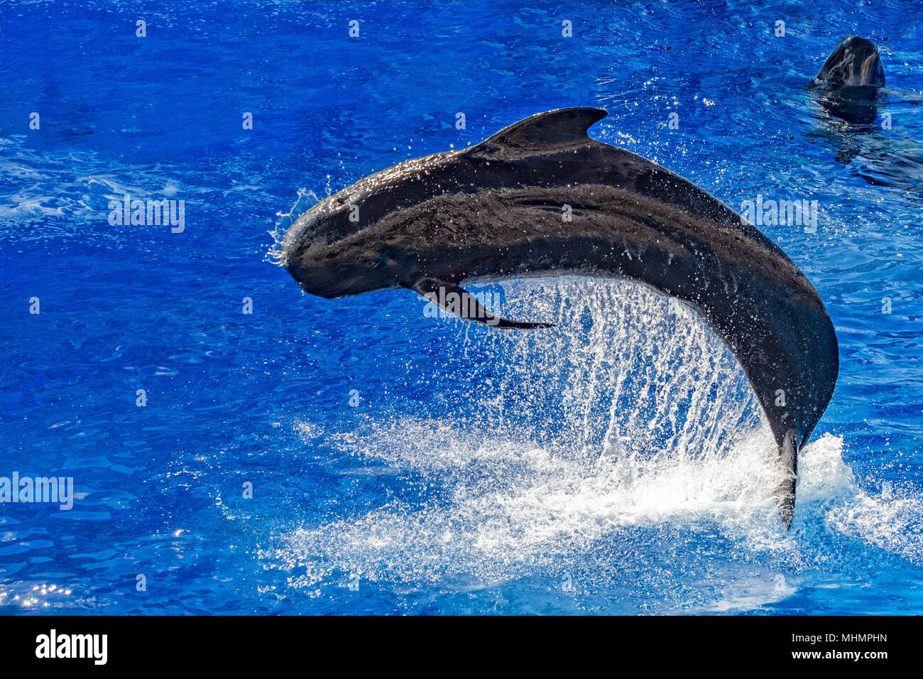 Baby pilot whale hi-res stock photography and images - Alamy