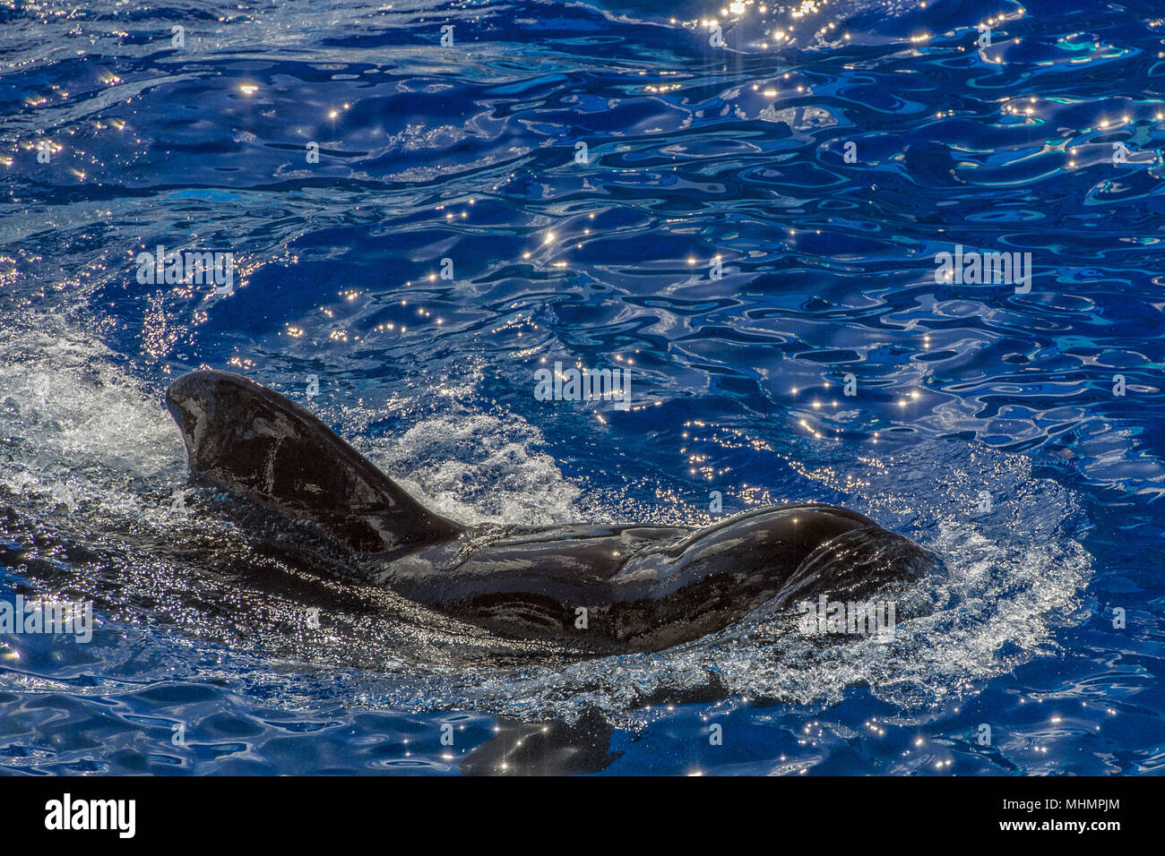 Baby pilot whale hi-res stock photography and images - Alamy