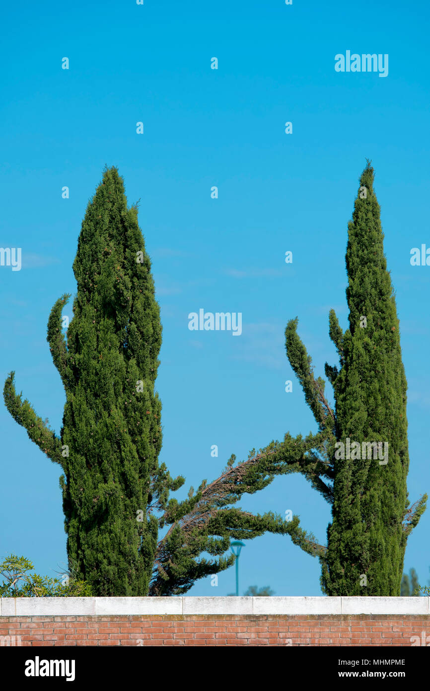 tree branches crossing on blue background Stock Photo - Alamy