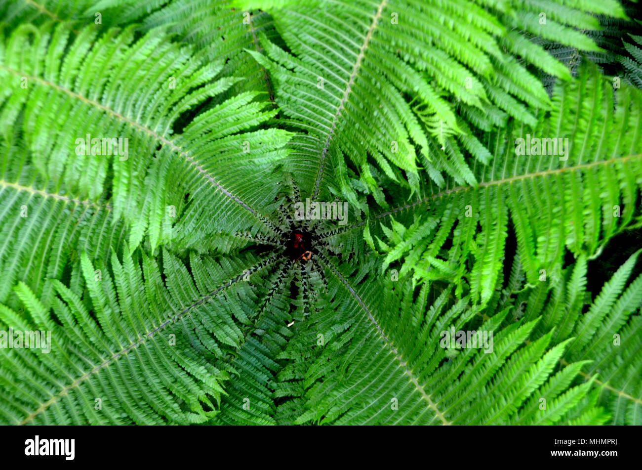 Center of fern hi-res stock photography and images - Alamy