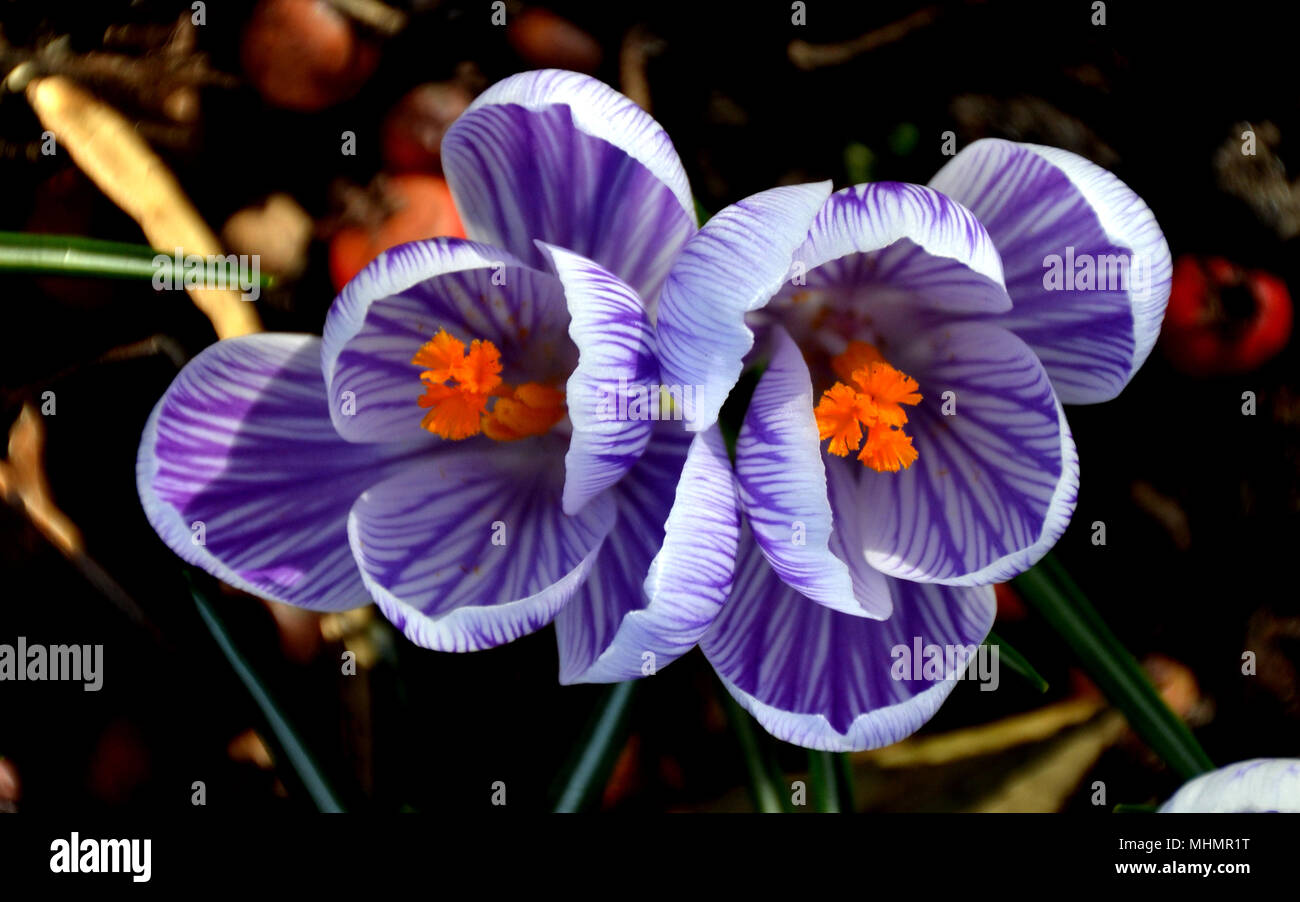 Two saffron flowers hi-res stock photography and images - Alamy