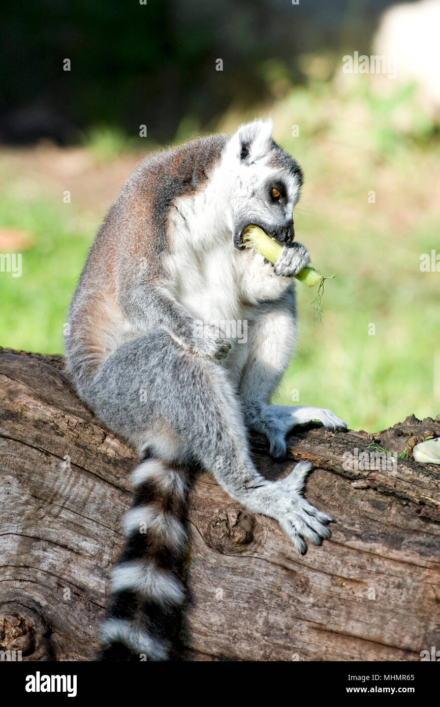 lemur monkey close up portrait while eating red pepper Stock Photo - Alamy