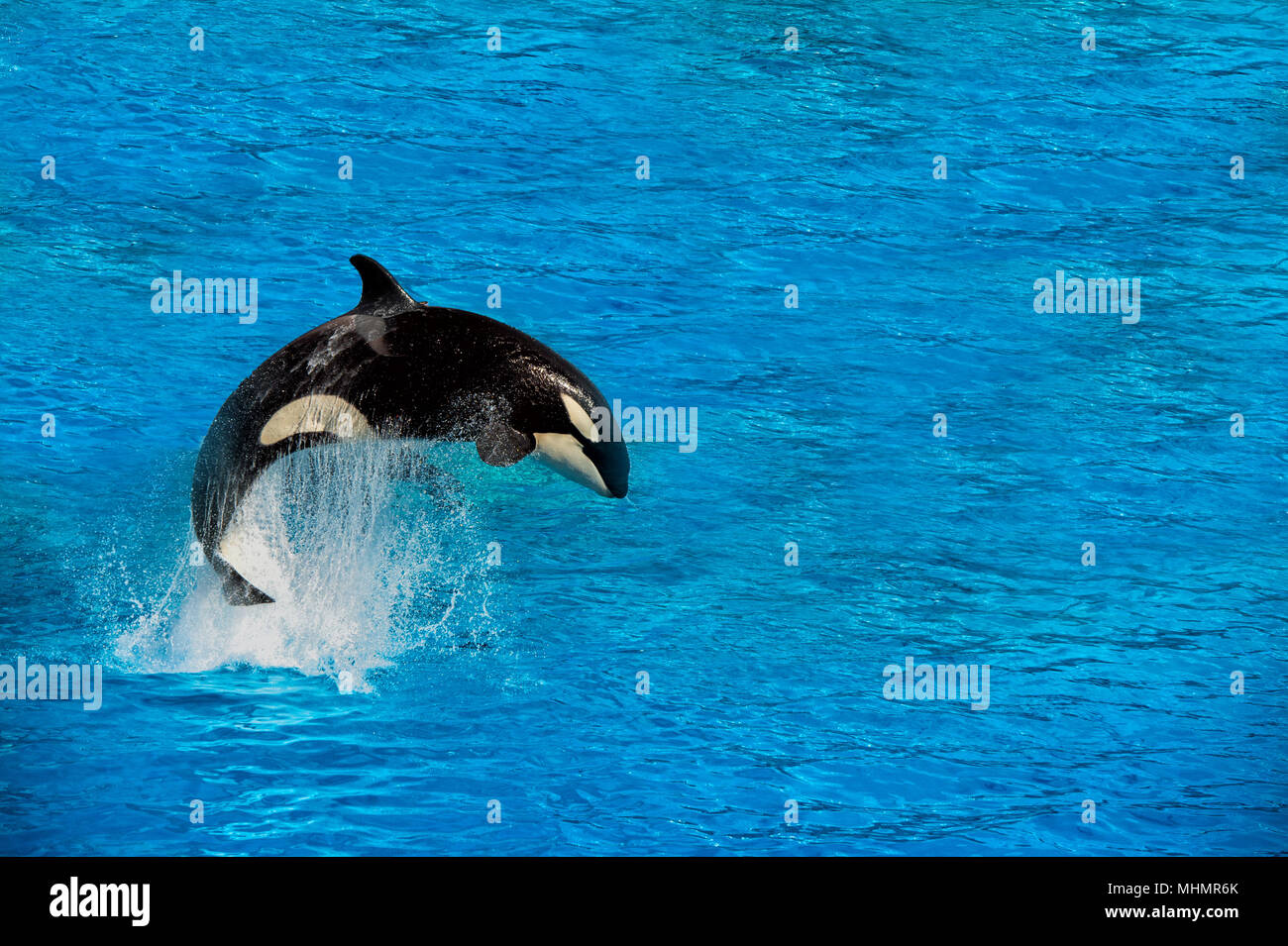 Orcinus orca jumping wild hi-res stock photography and images - Alamy
