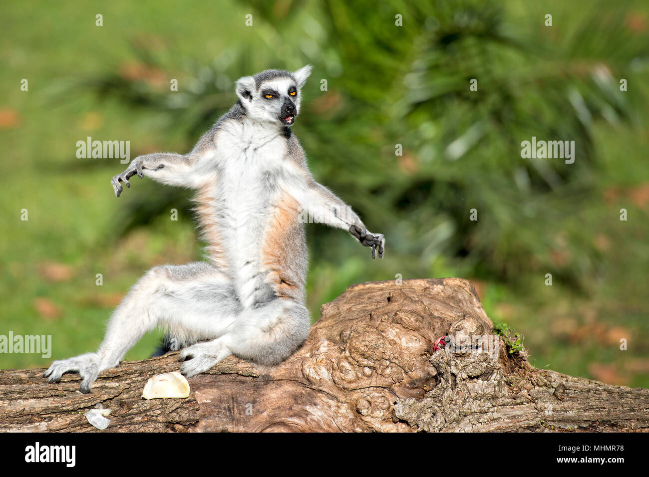 lemur monkey portrait in yoga position Stock Photo - Alamy